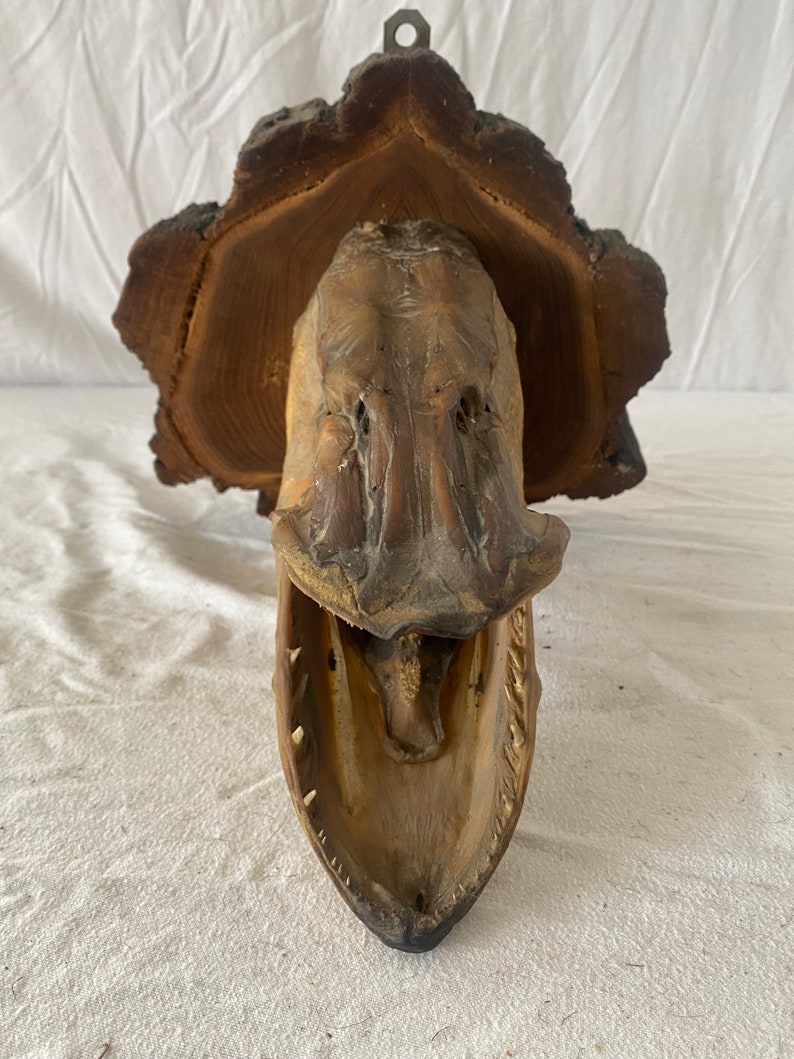 Taxidermy Fish Mounted Pike Head Wall Hanging - Etsy