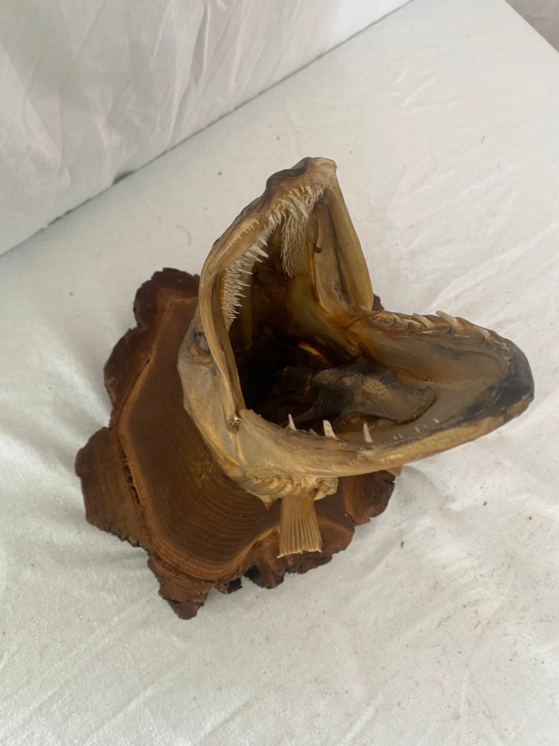 Taxidermy Fish Mounted Pike Head Wall Hanging - Etsy