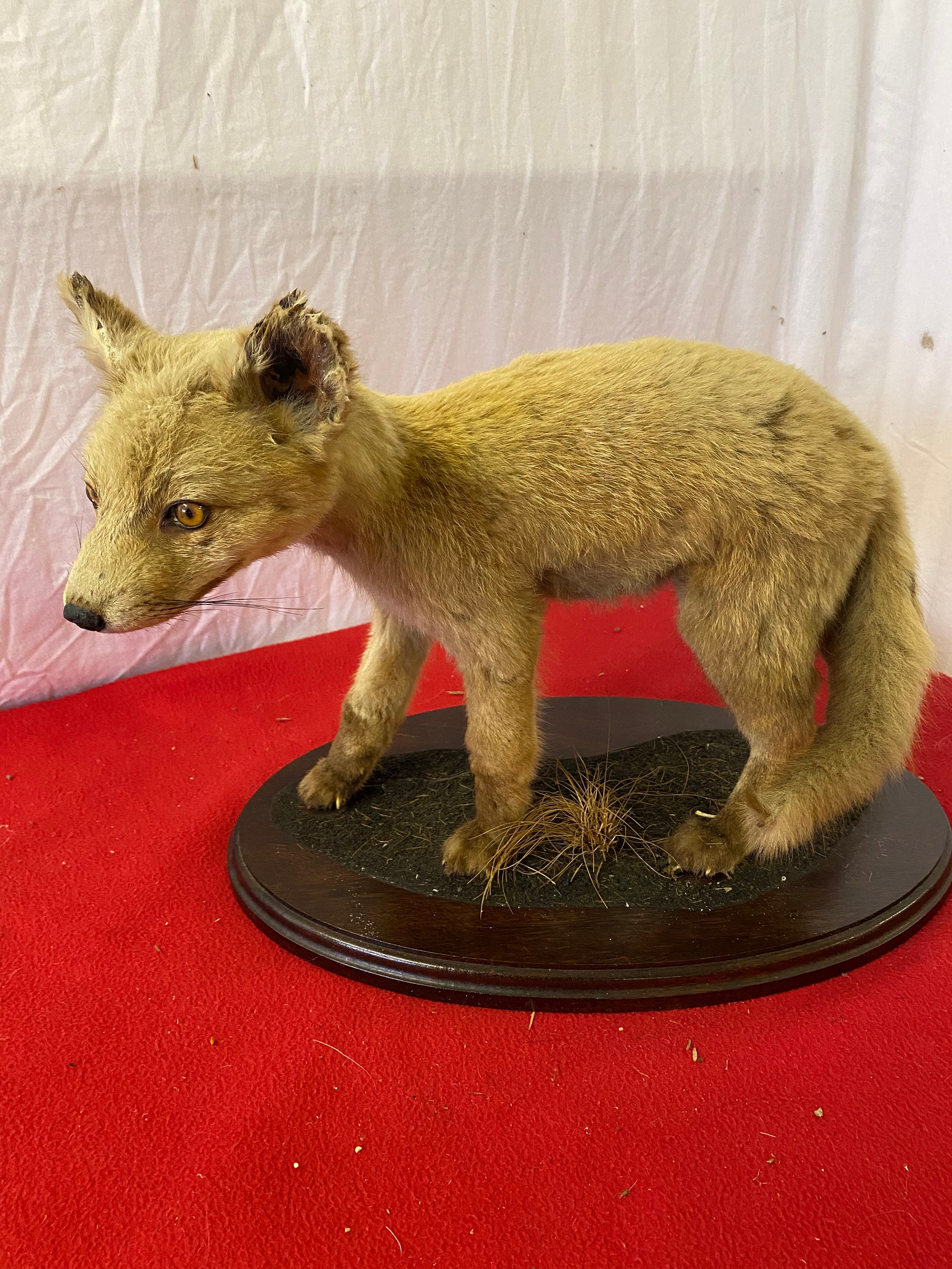 Taxidermy Fox Cub Full Mount - Etsy