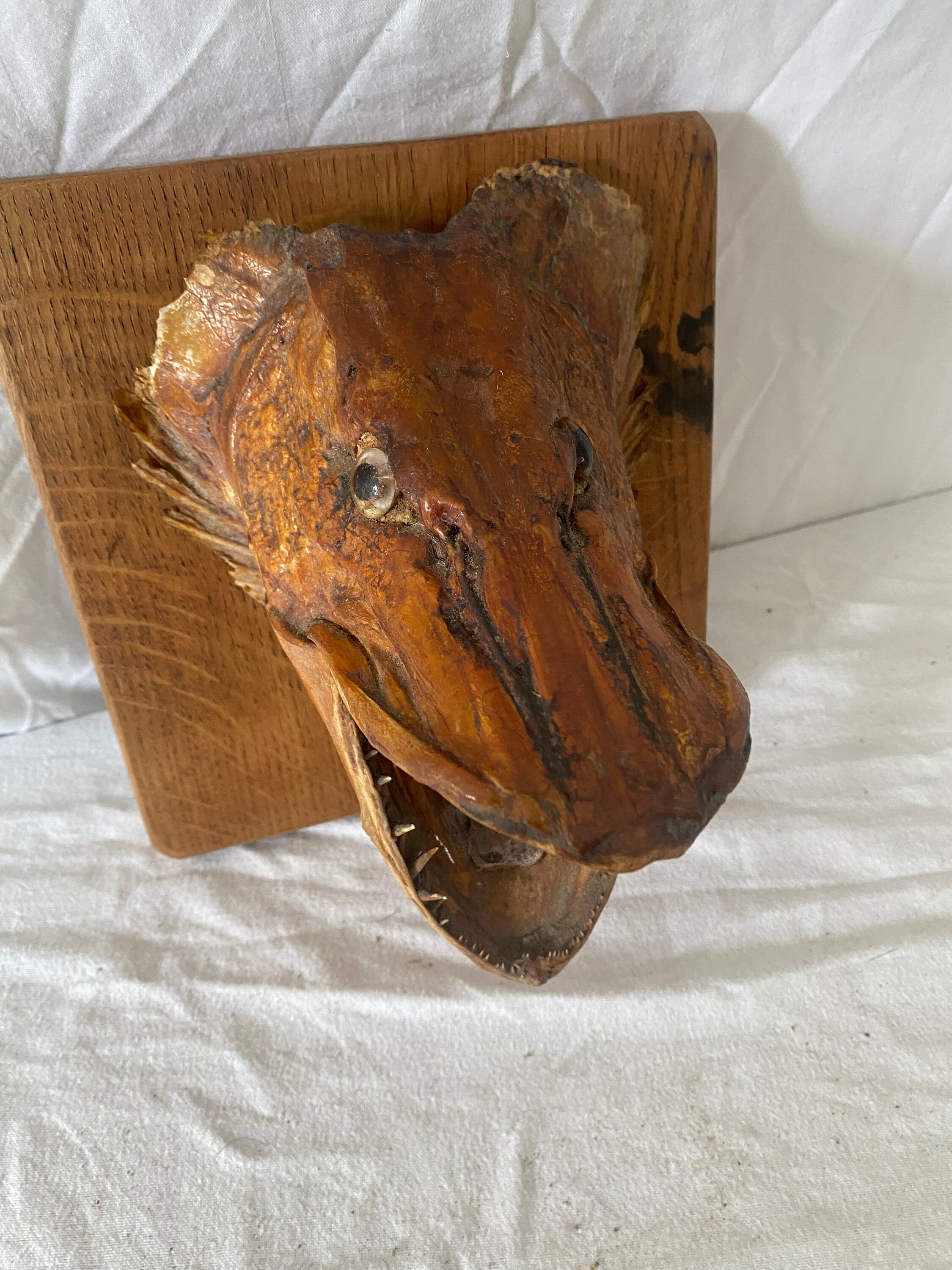 Taxidermy Pike Fish Head Wall Hanging Mount - Etsy