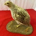 English Grey Partridge Taxidermy Game Bird (perdix Perdix) - Etsy