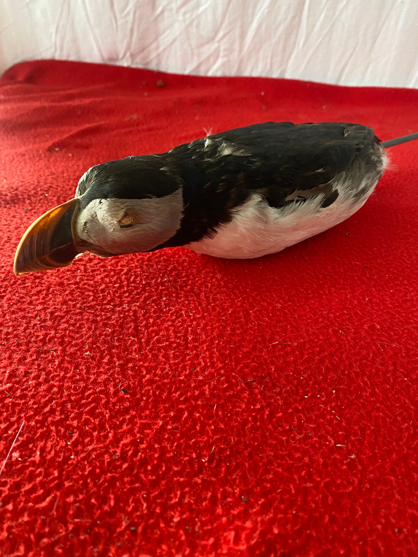 Taxidermy Pre 1947 Atlantic Puffin Study Skin - Etsy