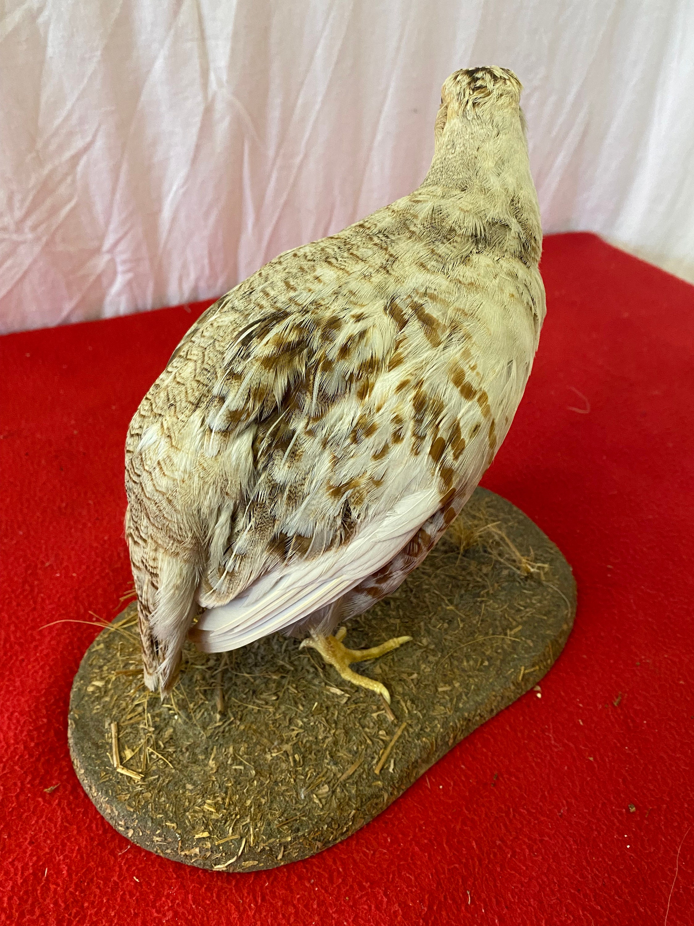 English Grey Partridge Taxidermy Game Bird (perdix Perdix) - Etsy
