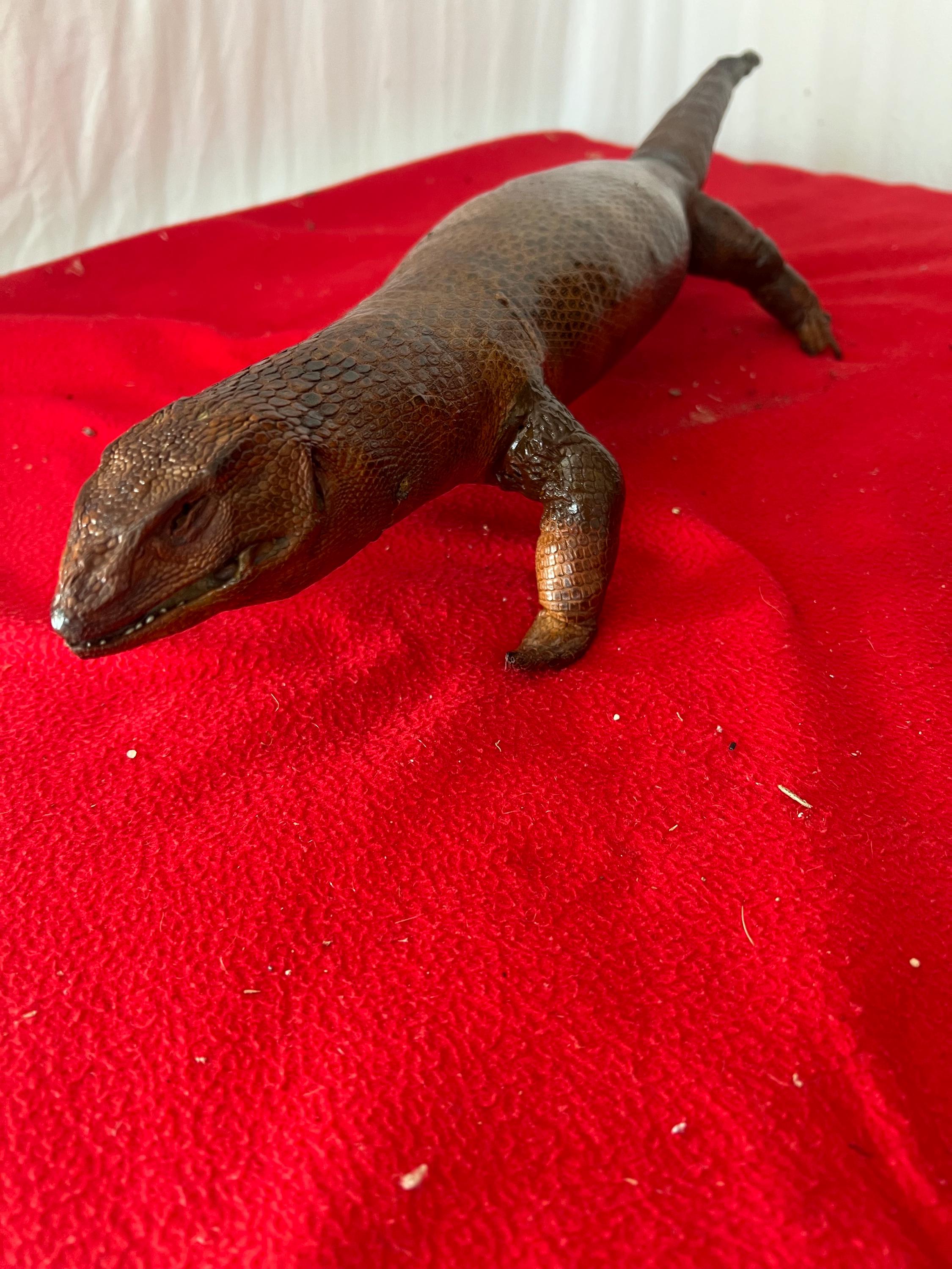 Vintage Taxidermy Lizard - Etsy