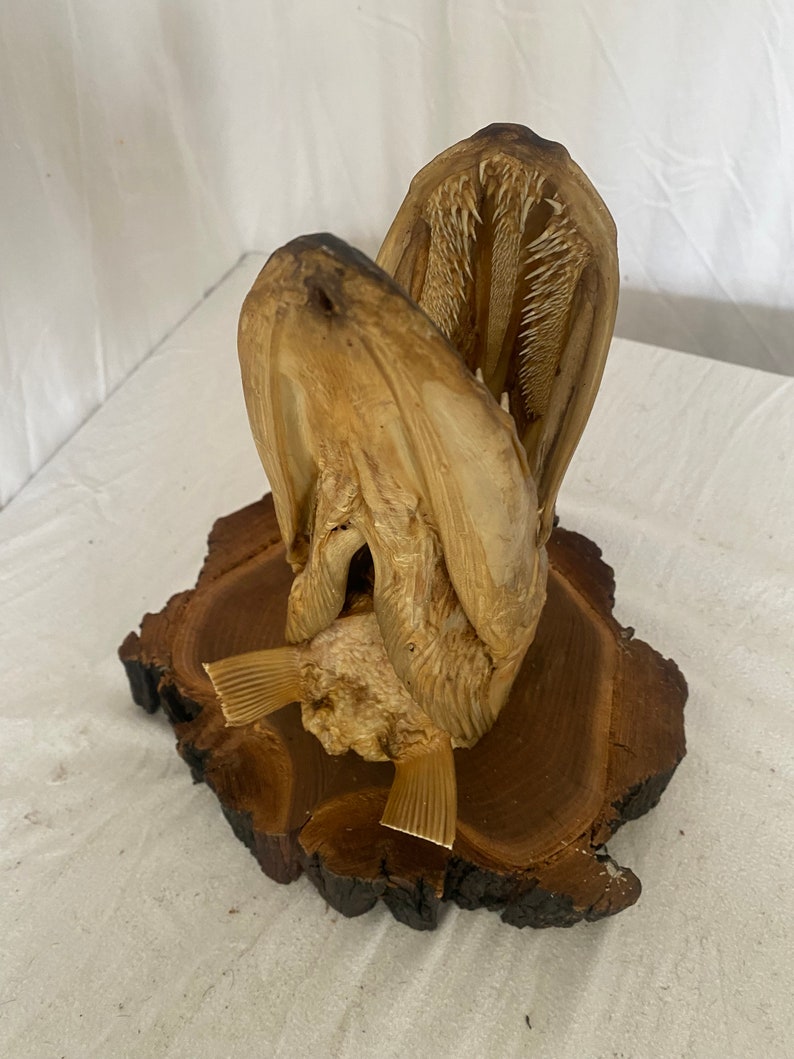 Taxidermy Fish Mounted Pike Head Wall Hanging - Etsy