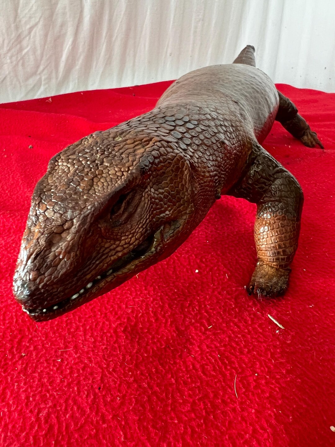 Vintage Taxidermy Lizard - Etsy