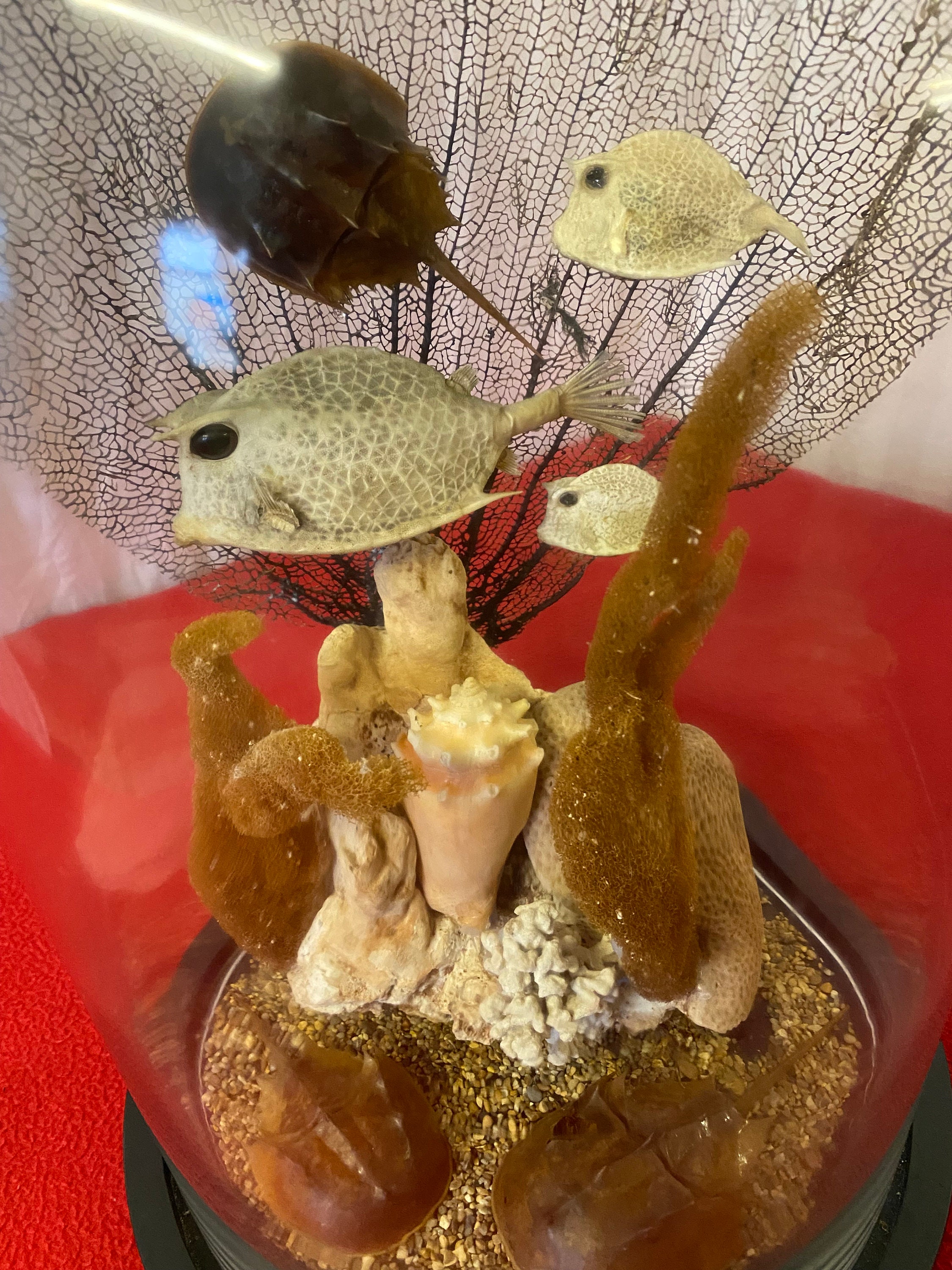 Taxidermy Marine Life Diorama Box Cow Fish Shells Crabs Sea - Etsy