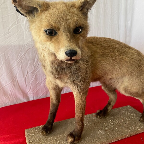 Fox Taxidermy - Etsy