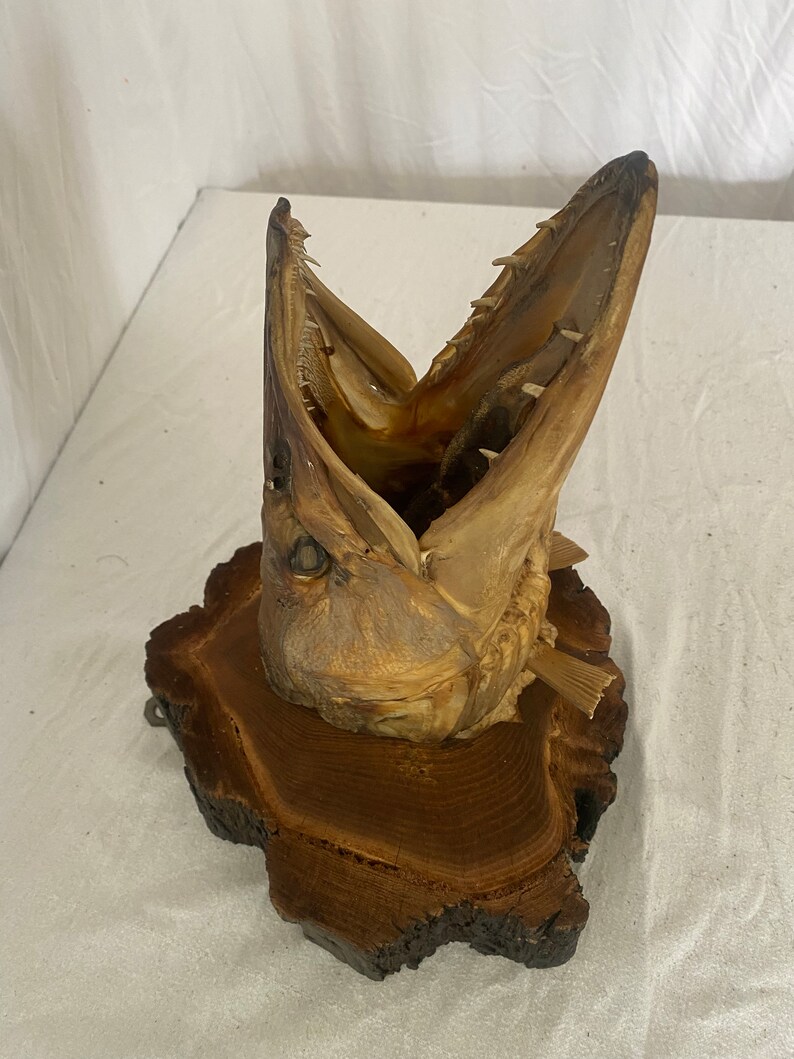 Taxidermy Fish Mounted Pike Head Wall Hanging - Etsy