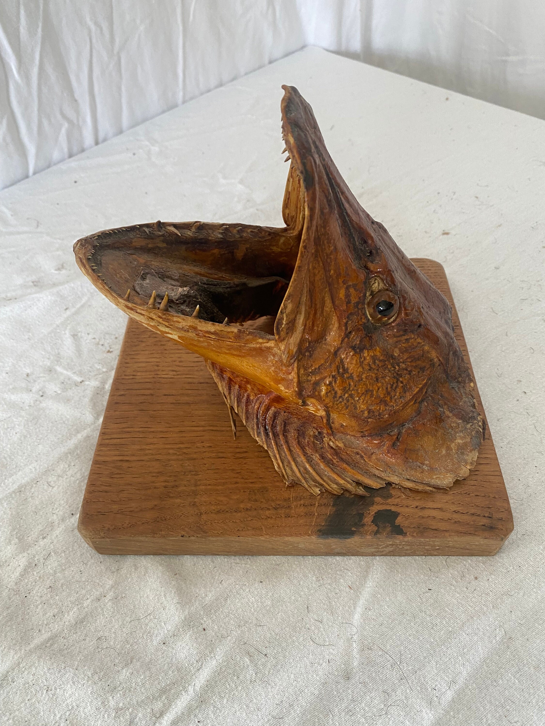 Taxidermy Pike Fish Head Wall Hanging Mount - Etsy