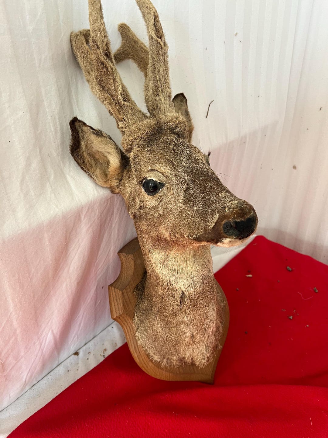 Gorgeous Taxidermy Stag Roe Deer Head Mount Velvet Antlers - Etsy