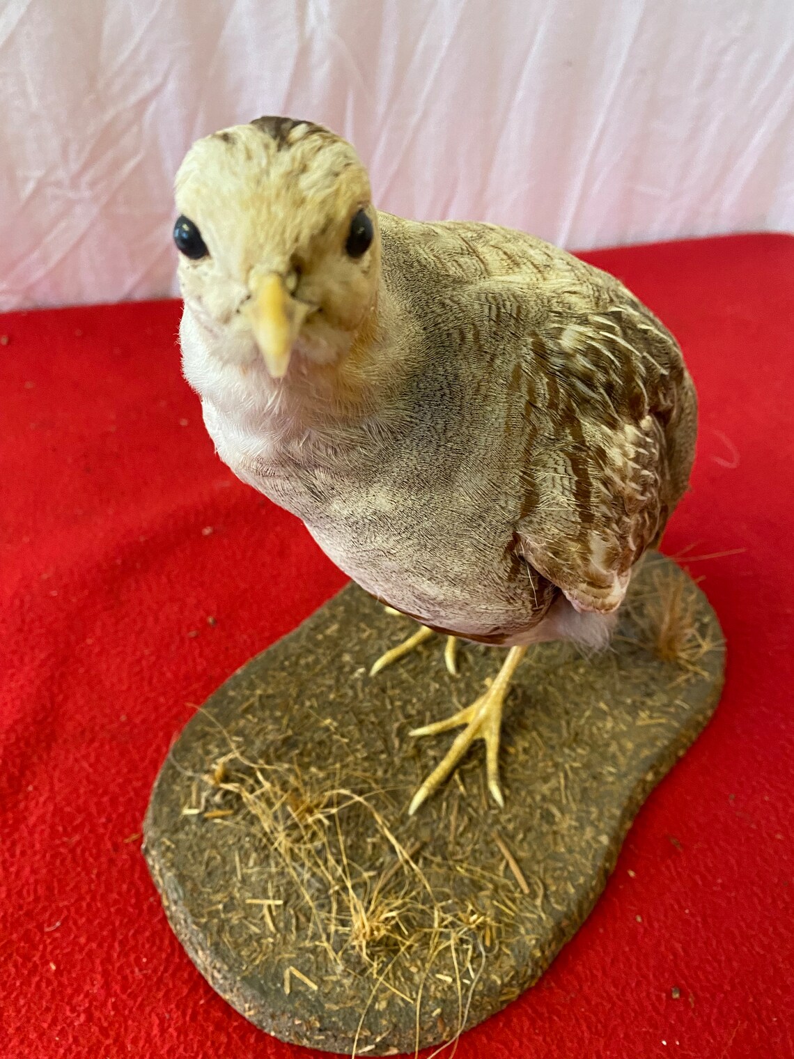English Grey Partridge Taxidermy Game Bird (perdix Perdix) - Etsy