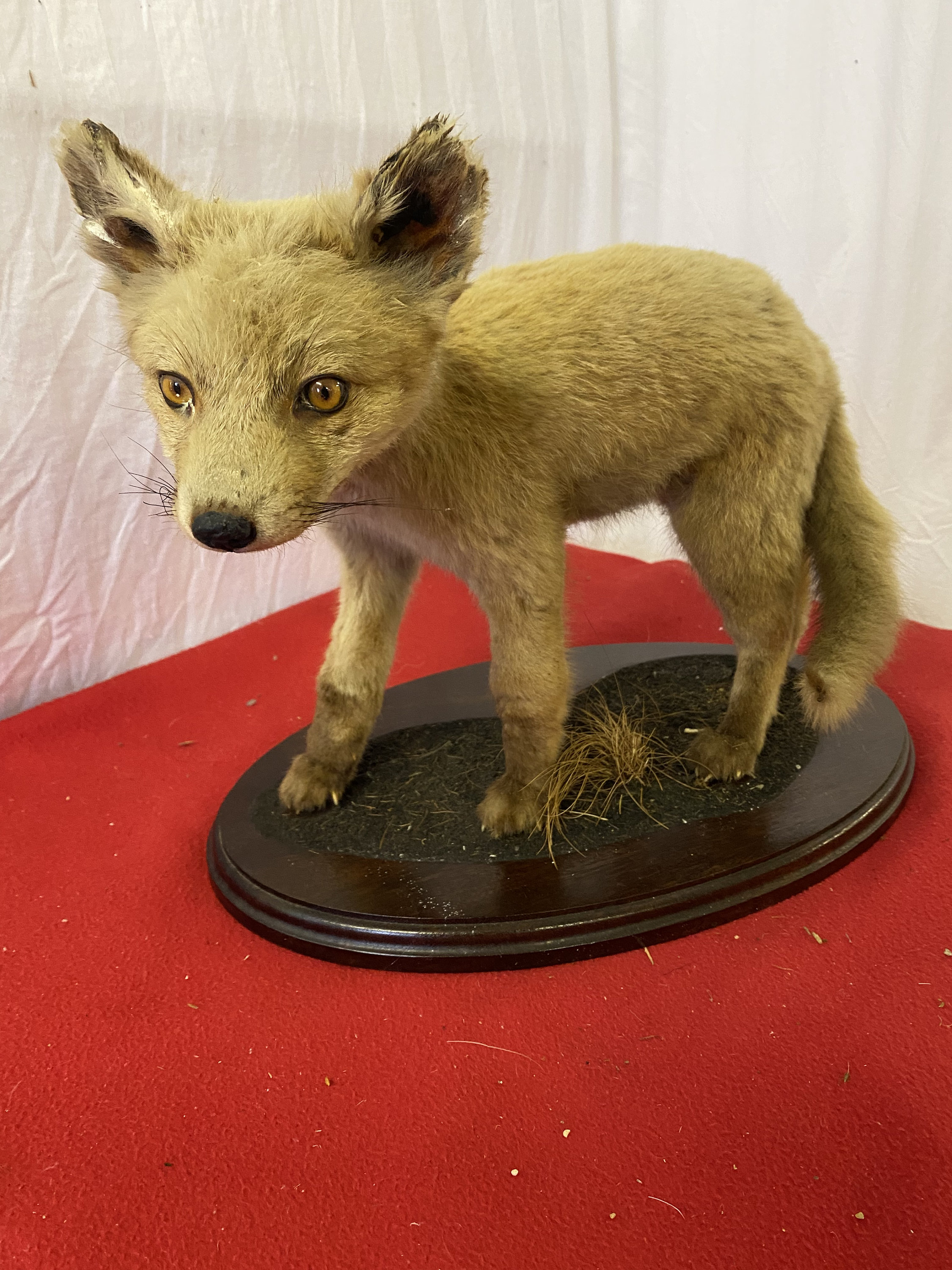 Taxidermy Fox Cub Full Mount - Etsy