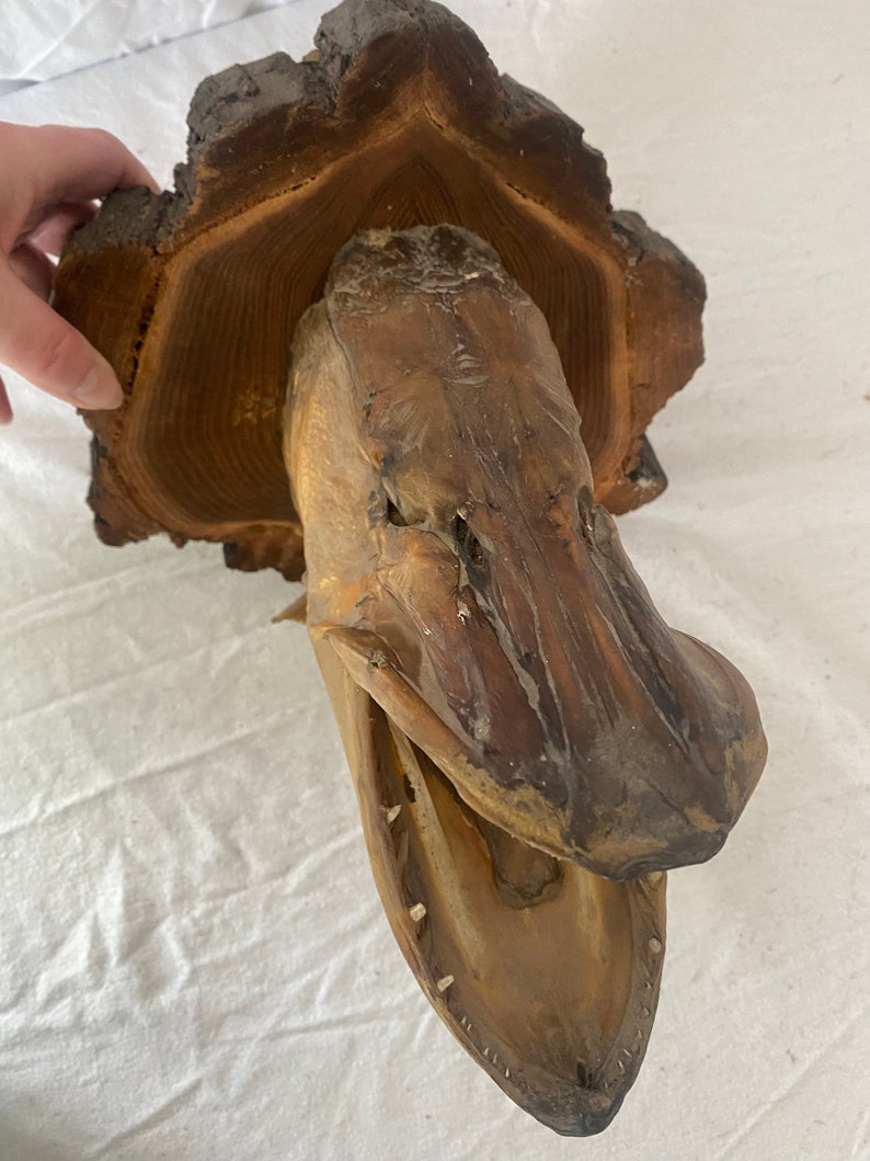 Taxidermy Fish Mounted Pike Head Wall Hanging - Etsy
