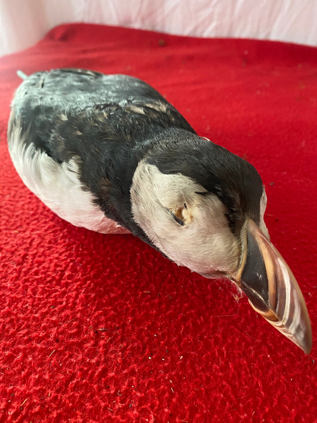 Taxidermy Pre 1947 Atlantic Puffin Study Skin - Etsy