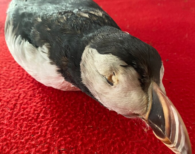 Taxidermy Pre 1947 Atlantic Puffin Study Skin - Etsy