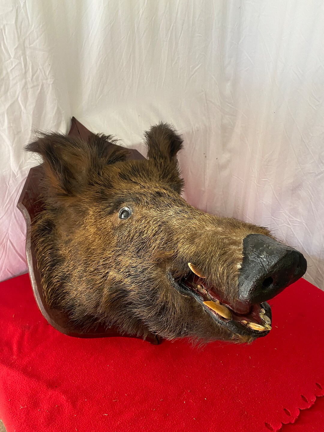 Vintage Taxidermy Wild Boar Head Wall Mounted - Etsy