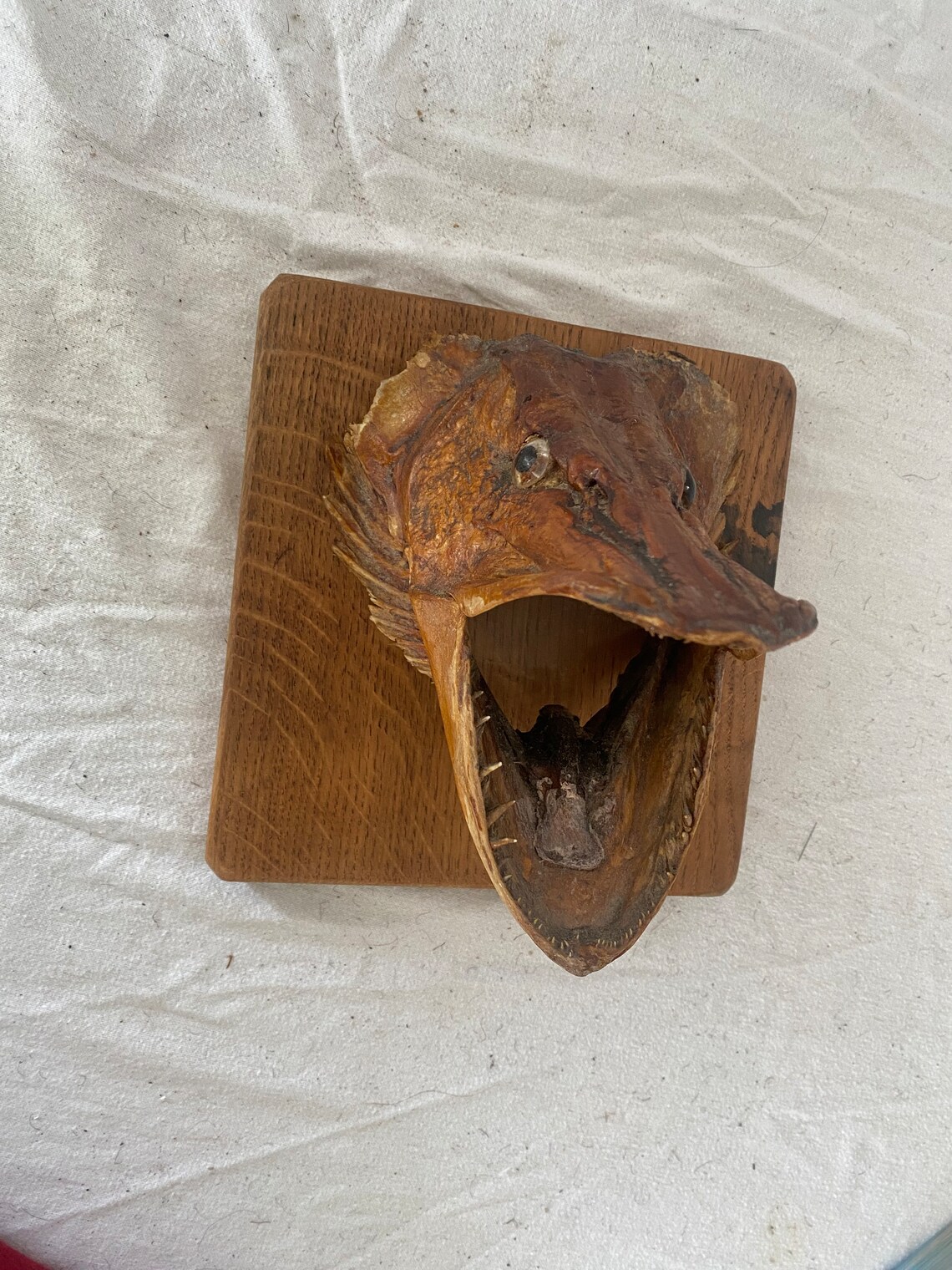 Taxidermy Pike Fish Head Wall Hanging Mount - Etsy