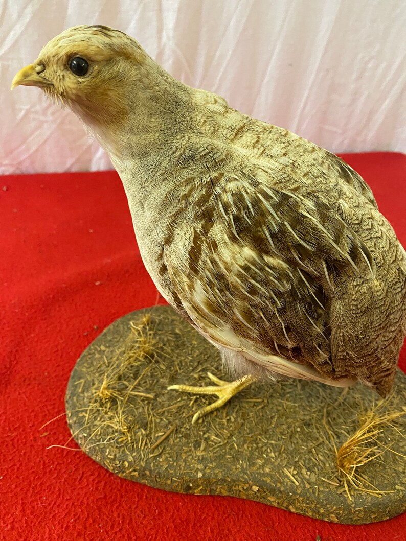English Grey Partridge Taxidermy Game Bird (perdix Perdix) - Etsy