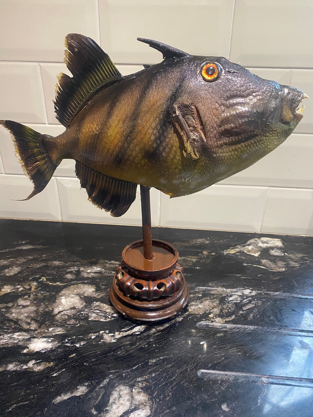 Taxidermy Trigger Fish on Wooden Stand - Etsy