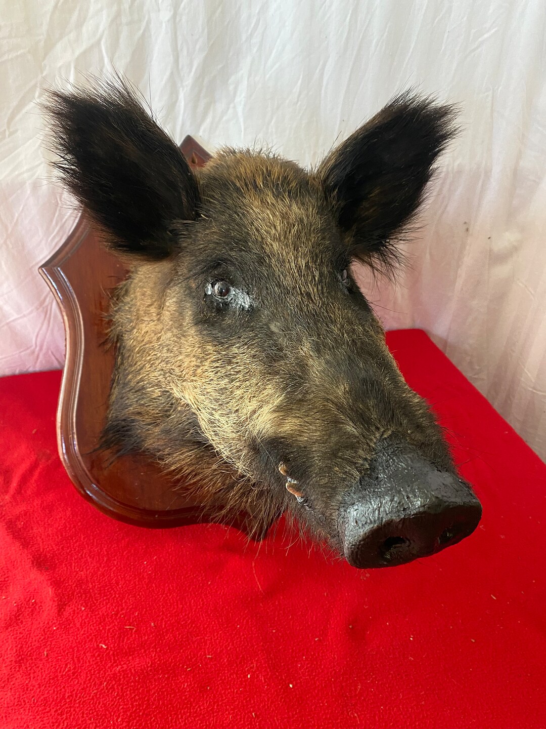 Vintage Wild Boar Mounted Wild Boar Head Taxidermy - Etsy