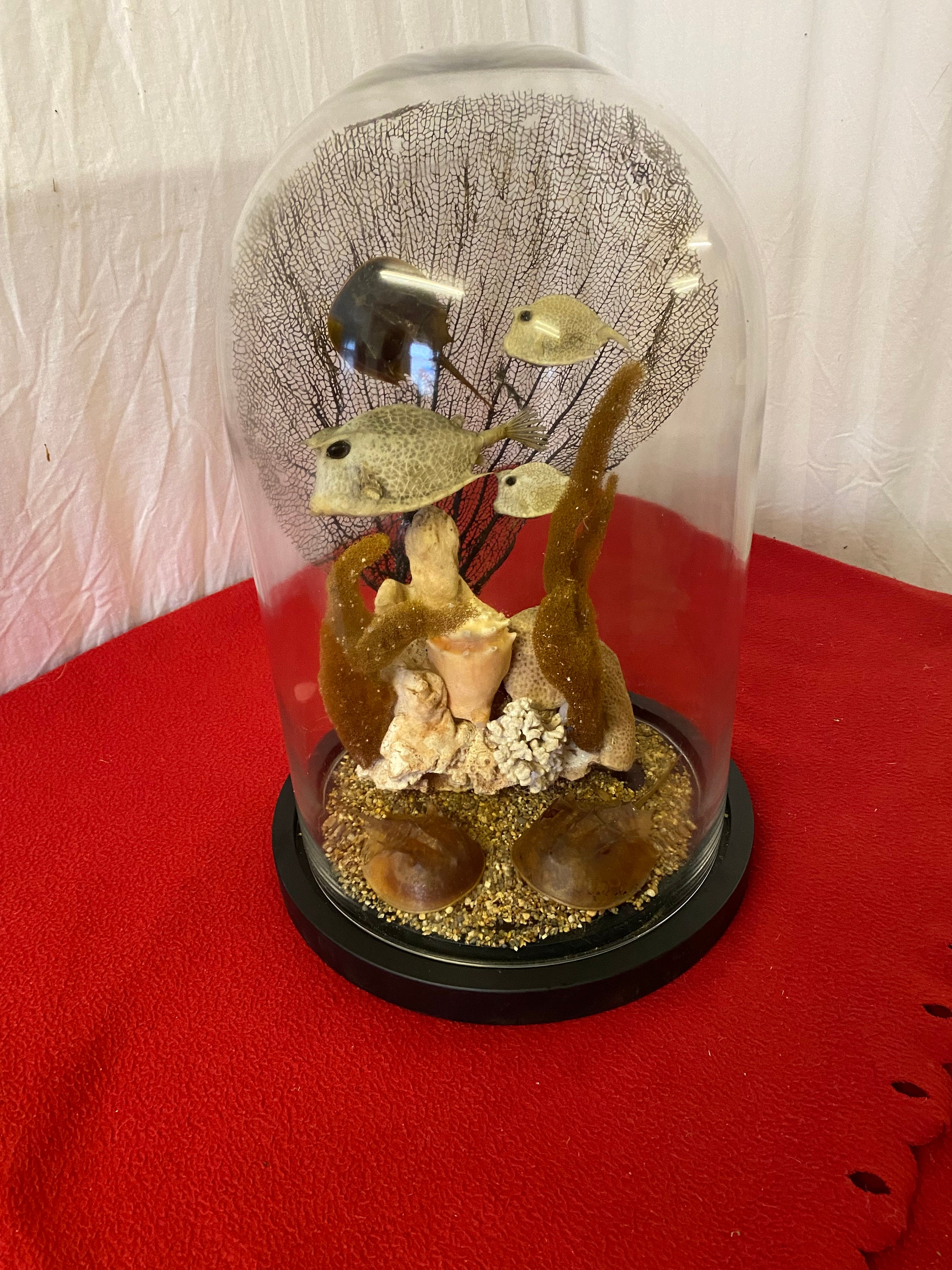 Taxidermy Marine Life Diorama Box Cow Fish Shells Crabs Sea - Etsy