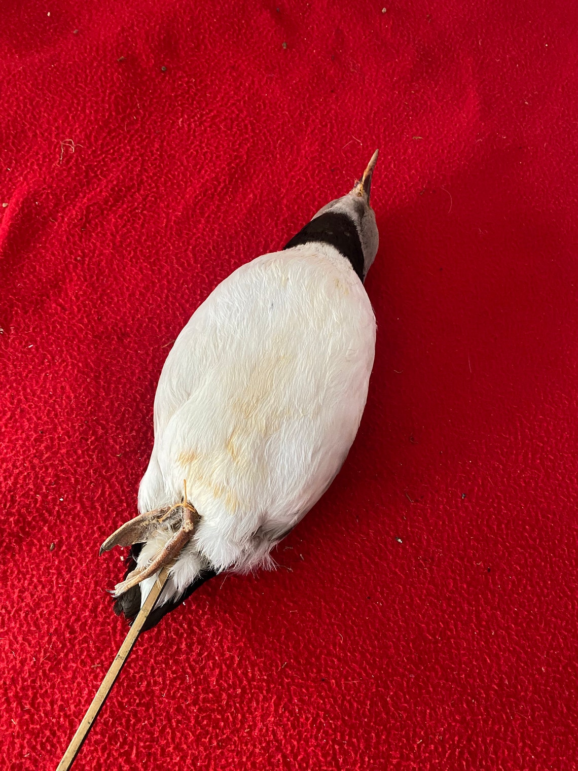 Taxidermy Pre 1947 Atlantic Puffin Study Skin - Etsy