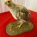 English Grey Partridge Taxidermy Game Bird (perdix Perdix) - Etsy
