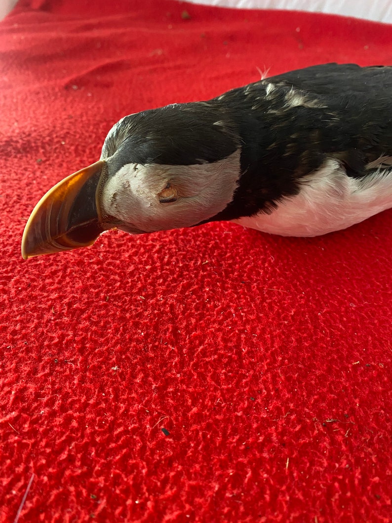 Taxidermy Pre 1947 Atlantic Puffin Study Skin - Etsy