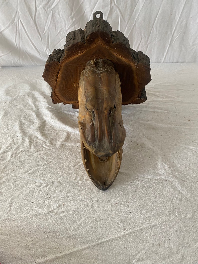 Taxidermy Fish Mounted Pike Head Wall Hanging - Etsy