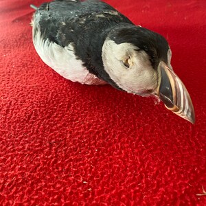 Taxidermy Pre 1947 Atlantic Puffin Study Skin - Etsy
