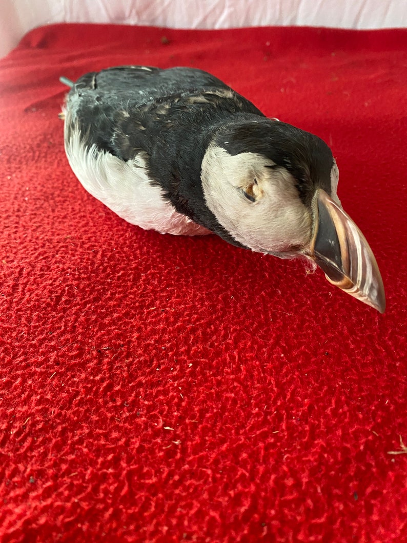 Taxidermy Pre 1947 Atlantic Puffin Study Skin - Etsy
