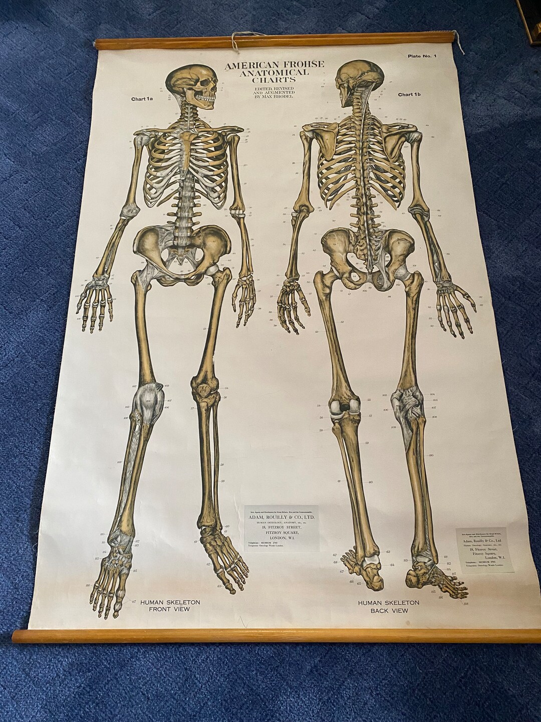 HUGE 1950s American Frohse Anatomical Chart Adam, Rouilly & Co Skeleton ...
