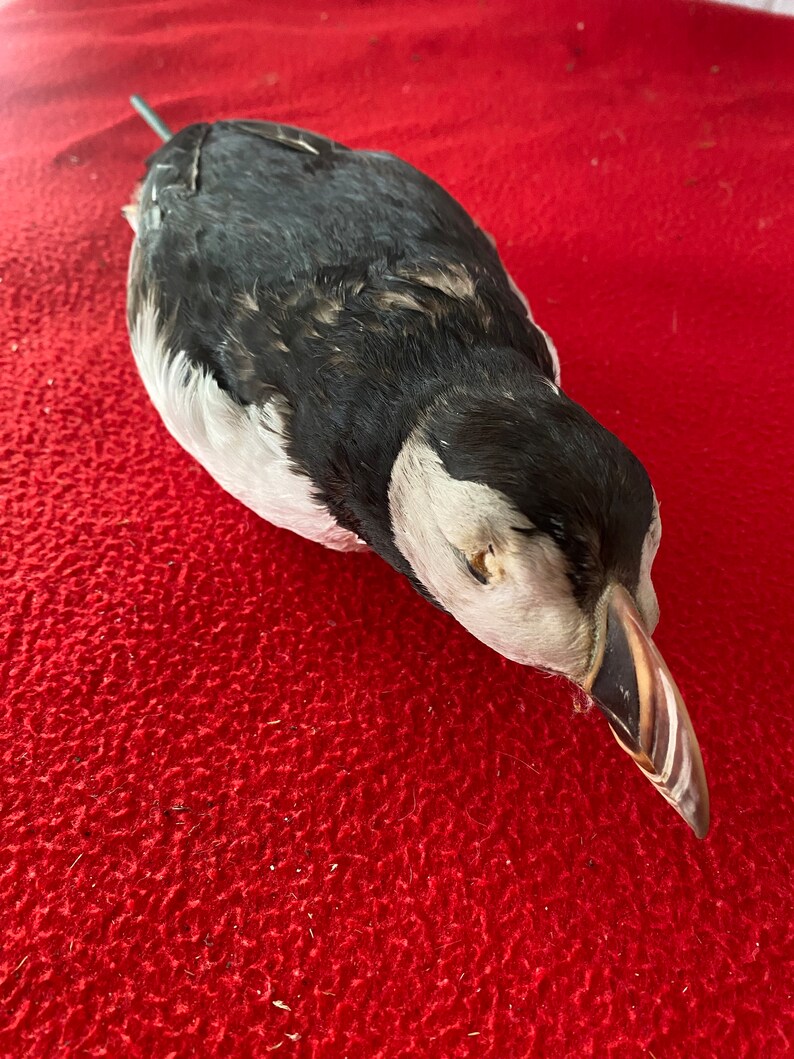Taxidermy Pre 1947 Atlantic Puffin Study Skin - Etsy