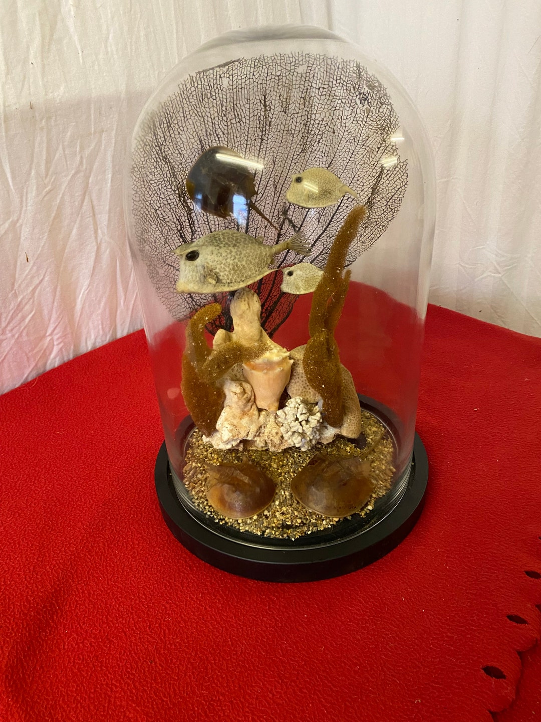 Taxidermy Marine Life Diorama Box Cow Fish Shells Crabs Sea - Etsy