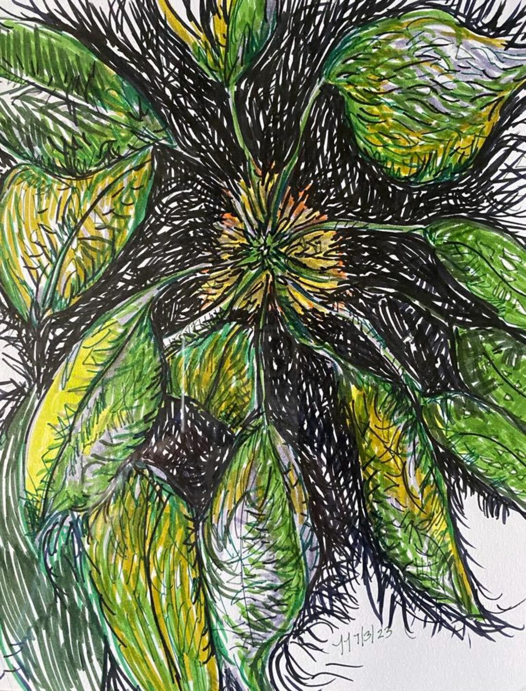 Schefflera Plant Drawing, Pen and Ink, Framed Botanical Art - Etsy