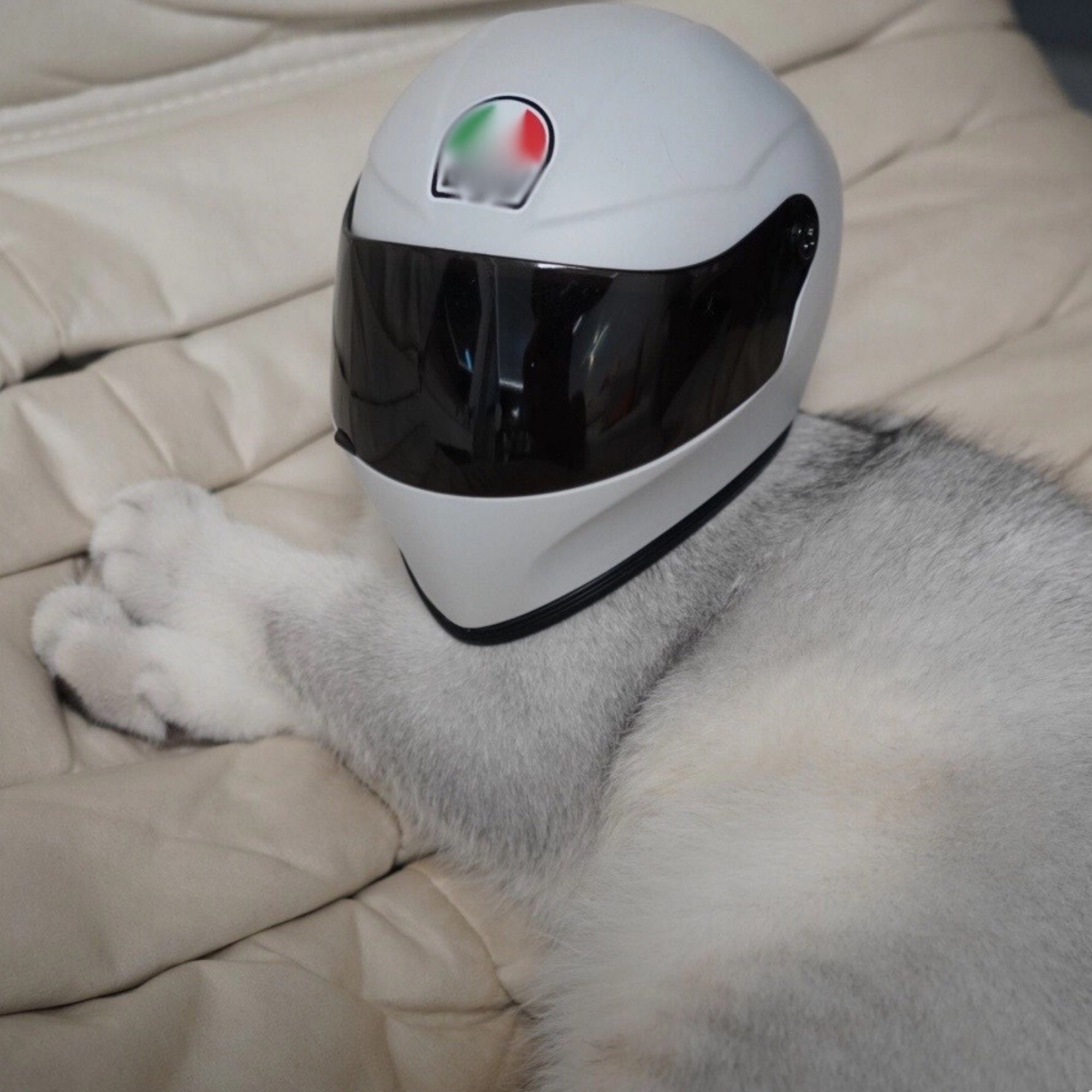 Mini Cat Helmet Mini Pet Full Face Motorcycle Helmet for Cats and Dogs ...