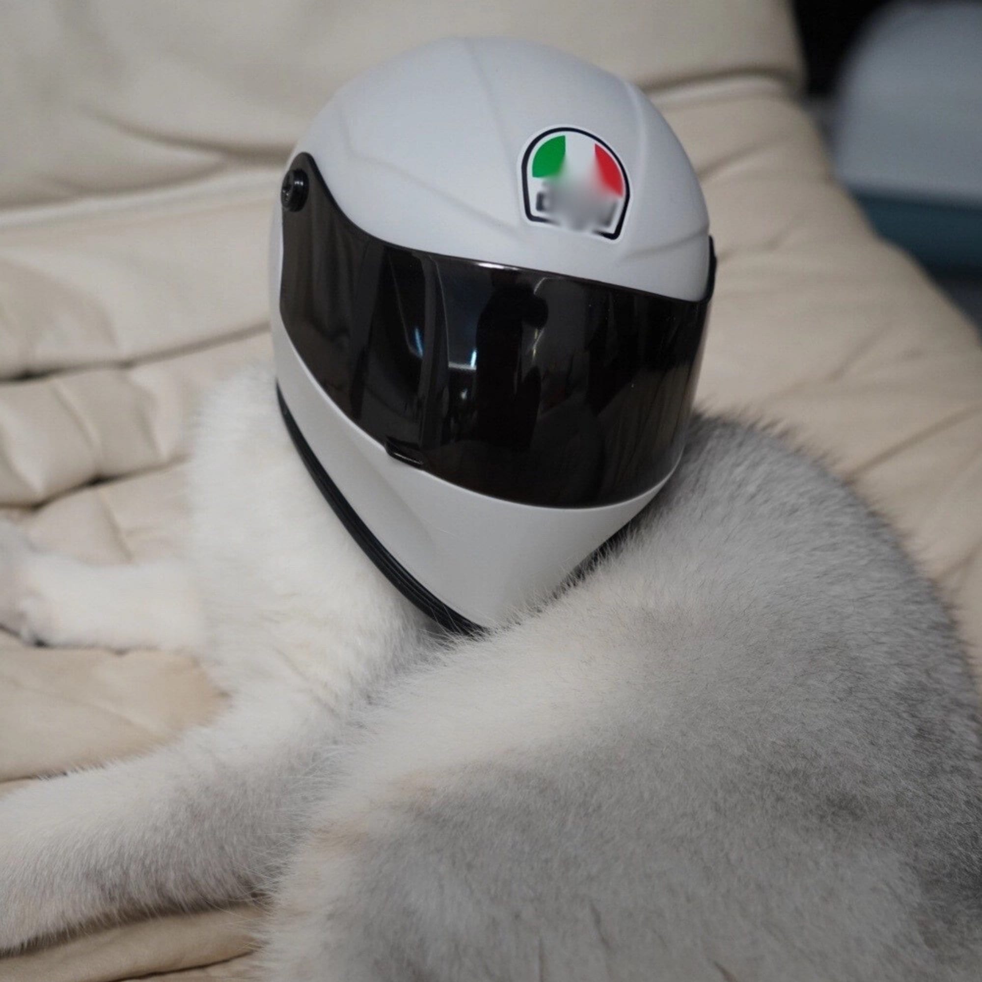 Mini Cat Helmet Mini Pet Full Face Motorcycle Helmet for Cats and Dogs ...