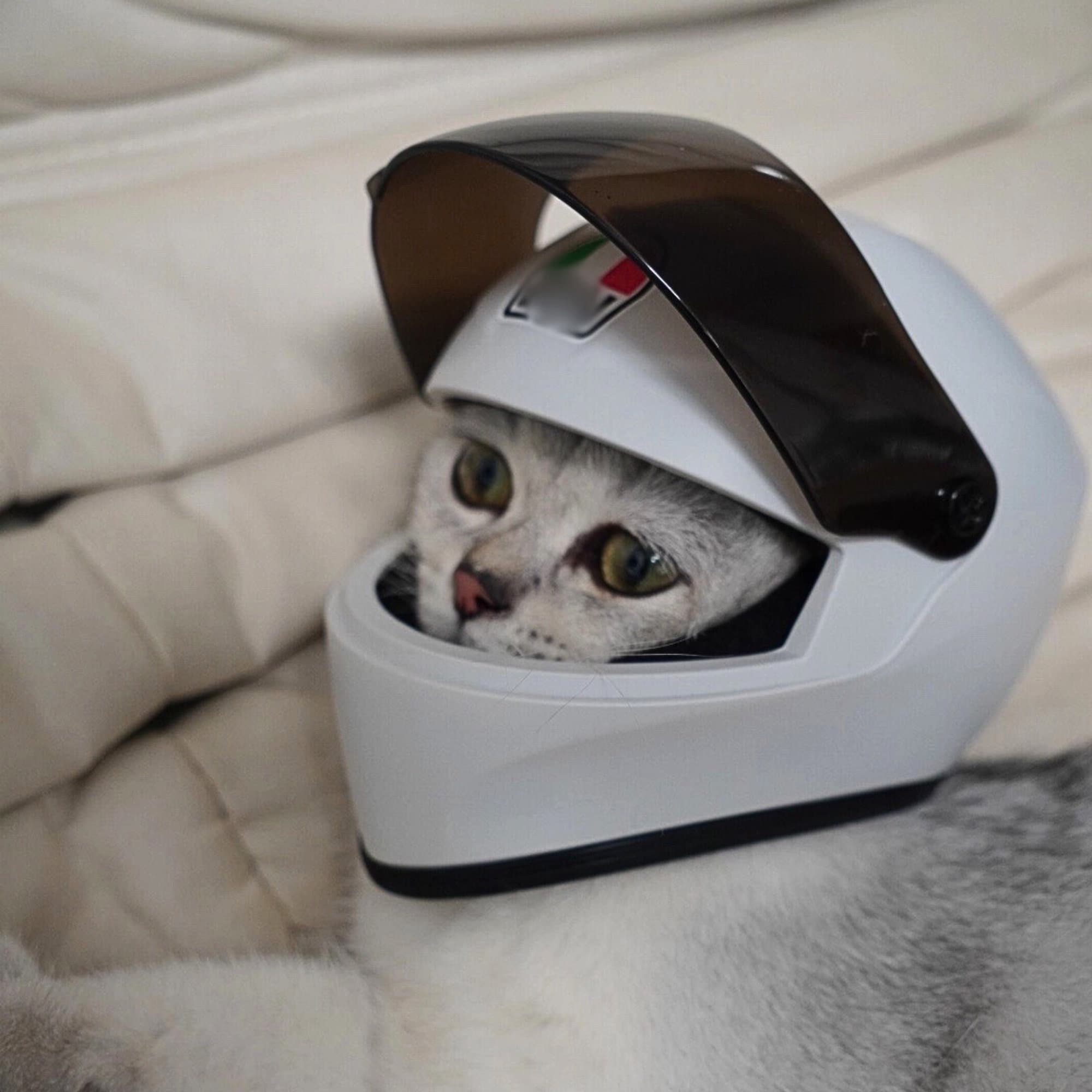 Mini Cat Helmet Mini Pet Full Face Motorcycle Helmet for Cats and Dogs ...