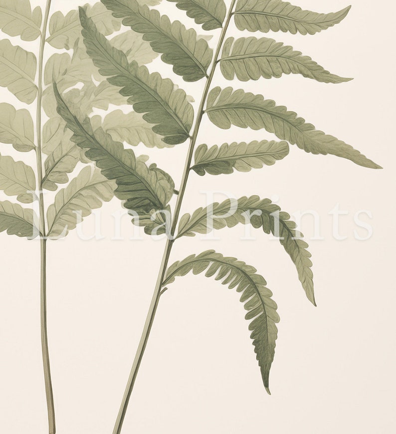 Farn Botanischer Druck, DRUCKBARE KUNST, Vintage Natur Illustration ...