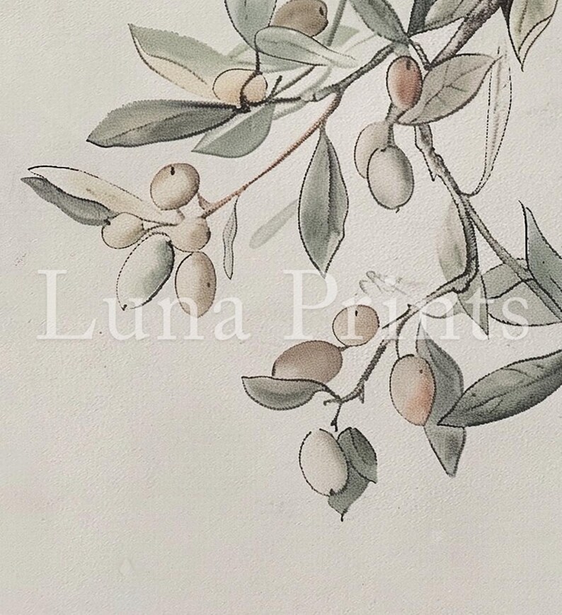 Olive Tree Branch Drawing, PRINTABLE ART, Neutral Botanical Art, Muted ...
