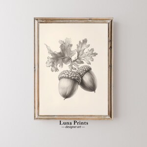 Vintage Acorn Art, PRINTABLE ART, Antique Fall Drawing, Neutral Autumn ...