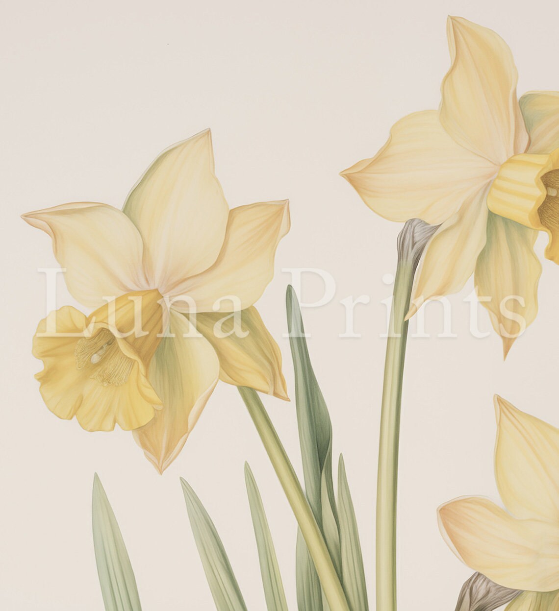 Daffodil Botanical Print, PRINTABLE ART, Vintage Botanical Art, Spring ...
