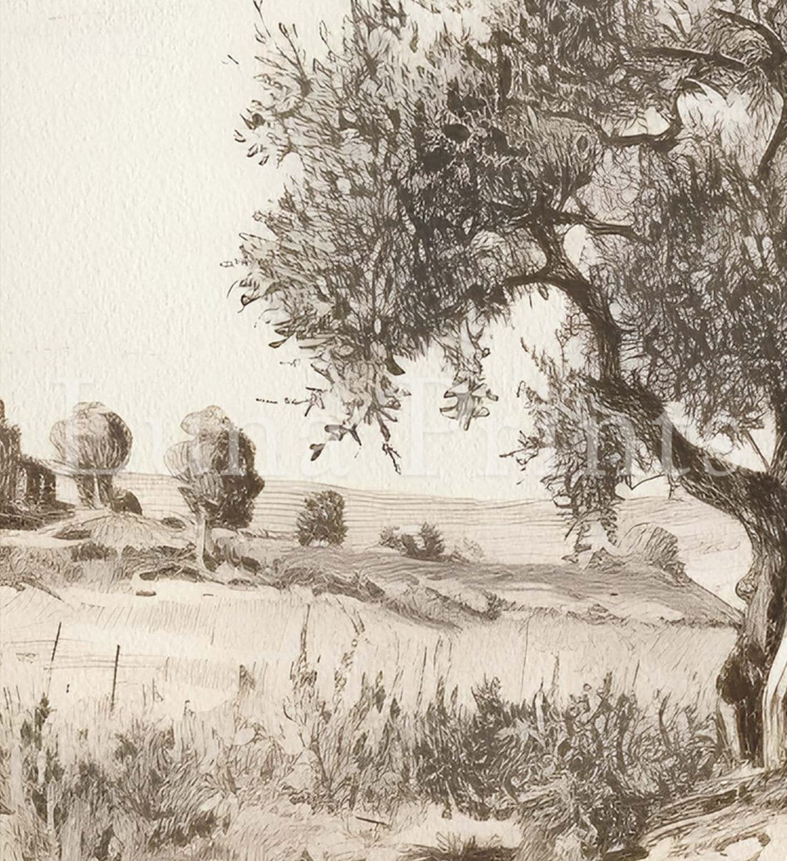 Vintage Olive Tree Sketch PRINTABLE ART Country Landscape - Etsy