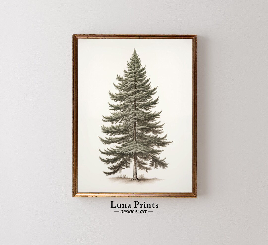 Pine Tree Drawing | PRINTABLE ART | Vintage Winter Illustration - Etsy