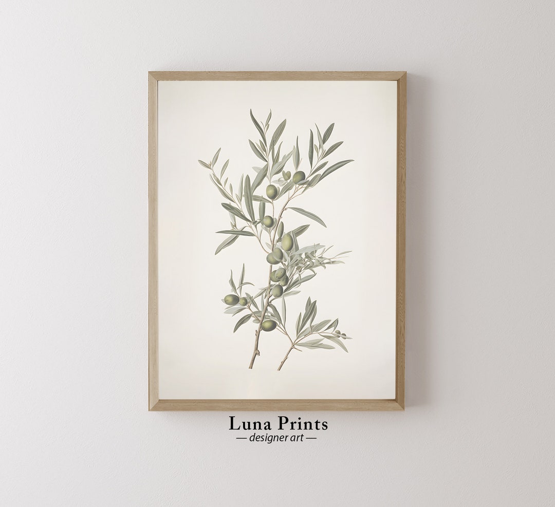Olive Branch Botanical Print | PRINTABLE ART | Vintage Nature ...