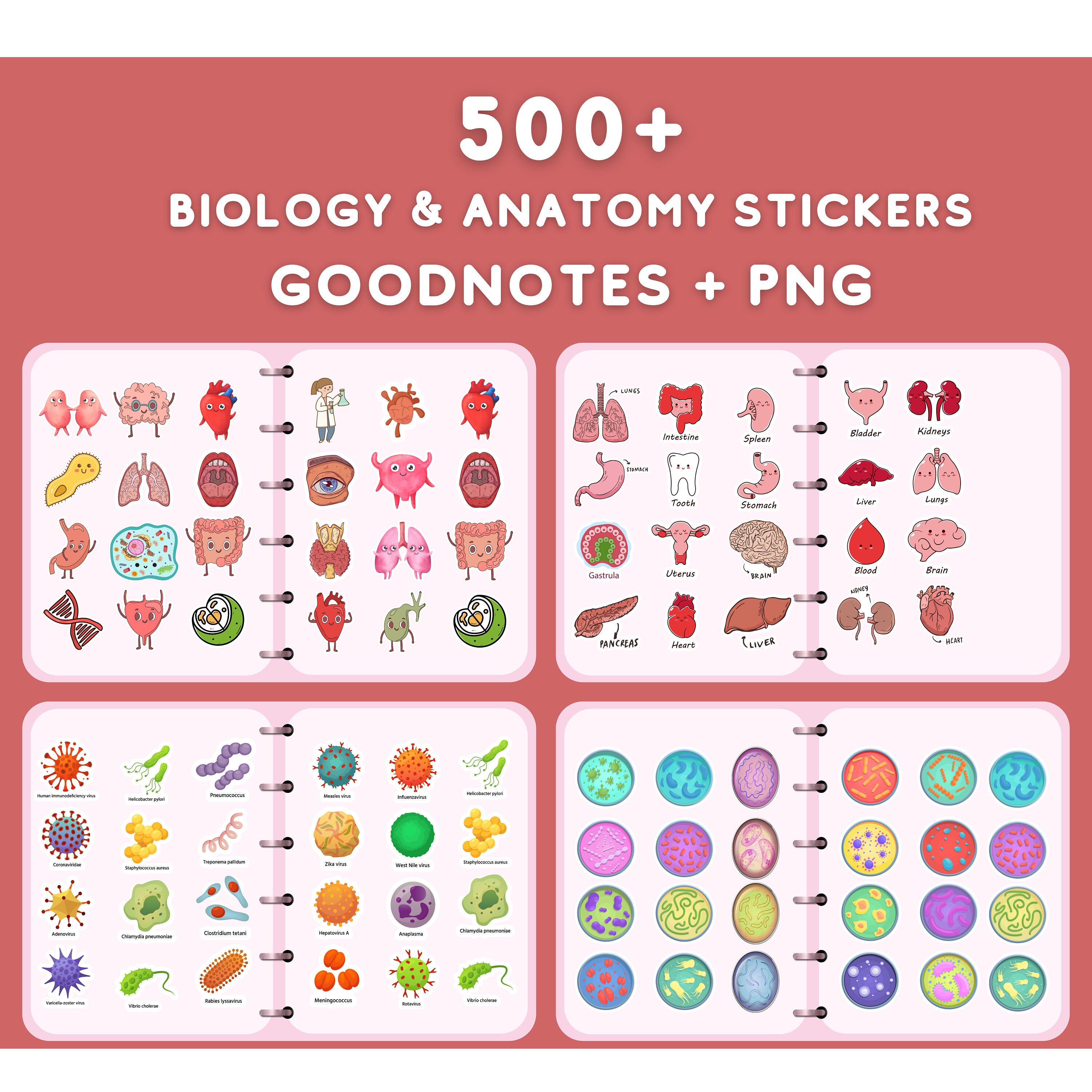 Biology Stickers, Anatomy Stickers, Digital Biology Stickers, Digital ...