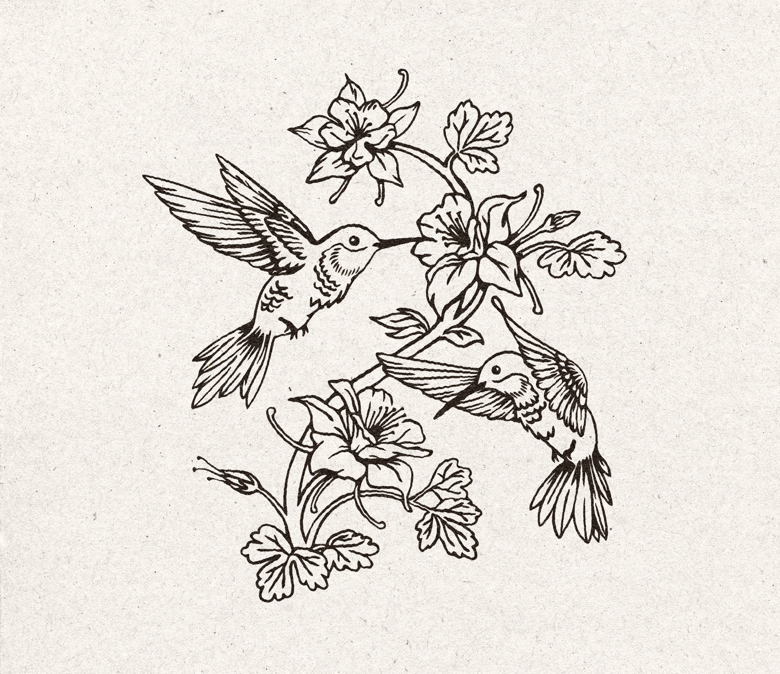 Hummingbird And Flower Sketch