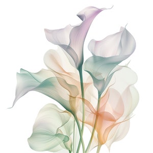 Transparent Background Abstract Calla Lily PNG Clipart Bundle Digital ...