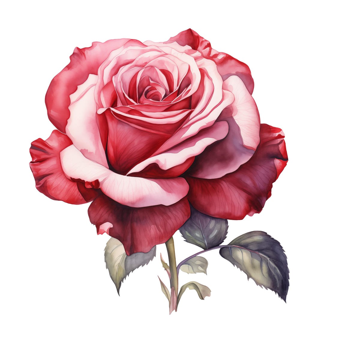 Transparent Background 12 Rose Color Variety Clipart Bundle, Digital ...